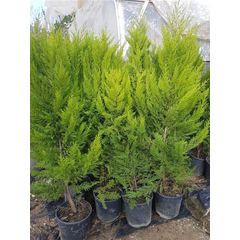 Cupressus Fiyatları