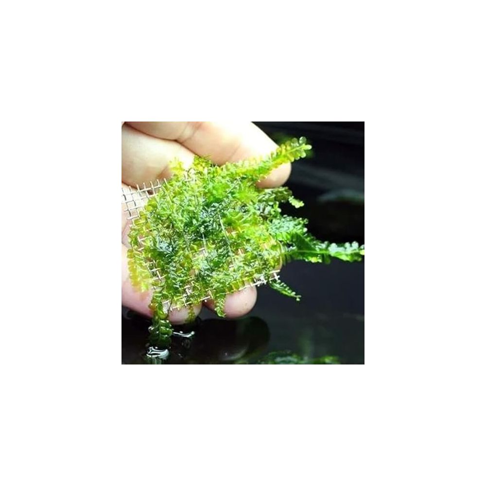 Cameroon Moss 5x5 Yeni Sarım Canlı Bitki Fiyatları