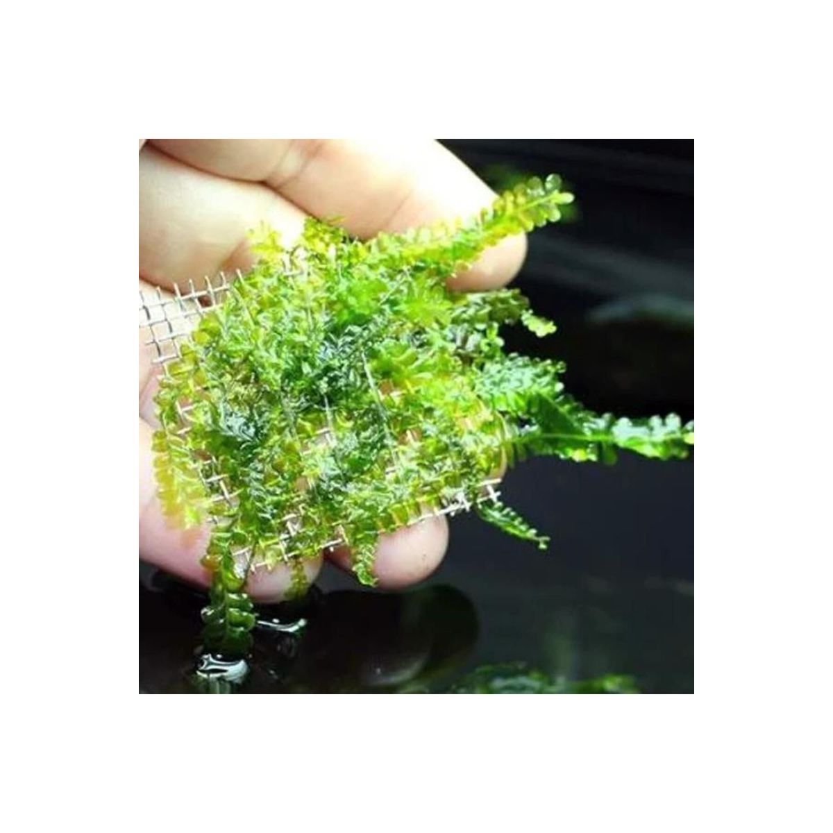 Cameroon Moss 5x5 Yeni Sarım Canlı Bitki Fiyatları