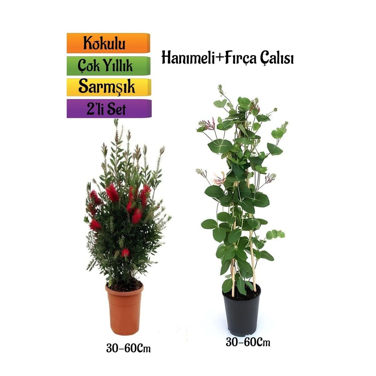 Hanımeli Fidanı & Hanımeli Sarmaşık Fidan Fiyatları - Cimri