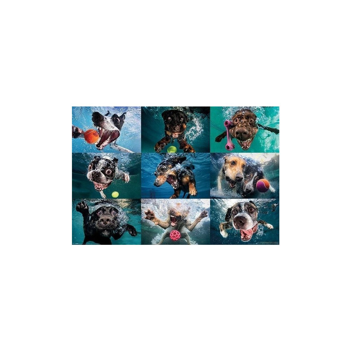 Pyramid International Maxi Underwater Dogs Poster Fiyatları Pyramid International Maxi Underwater Dogs Poster Fiyatları