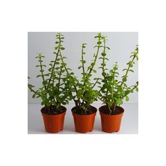 Yeşim Bitkisi Fiyat ve Modelleri