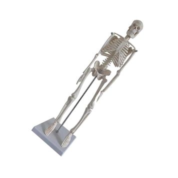 İskelet Sistemi Modeli Fiyat ve Modelleri