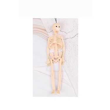 İnsan İskeleti Modeli & İskelet Modeli Fiyatları - Cimri