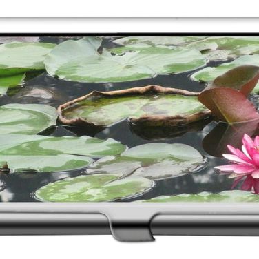 Nilüfer Bitkisi Fiyatları