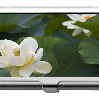 Nilüfer Bitkisi Fiyatları